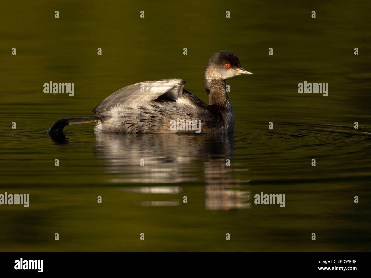 Eared grebe (Podiceps nigricollis) at Suttle Lake, Deschutes National ...