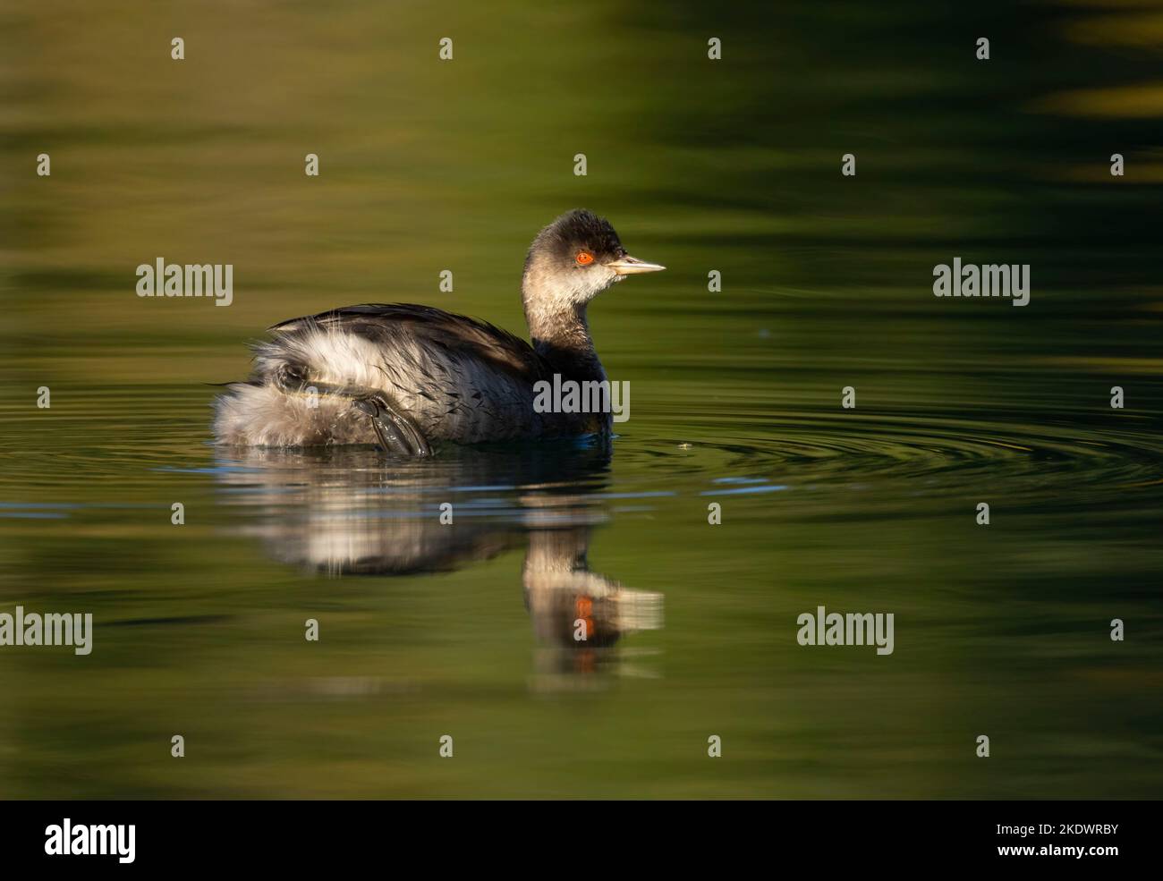 Eared grebe (Podiceps nigricollis) at Suttle Lake, Deschutes National ...