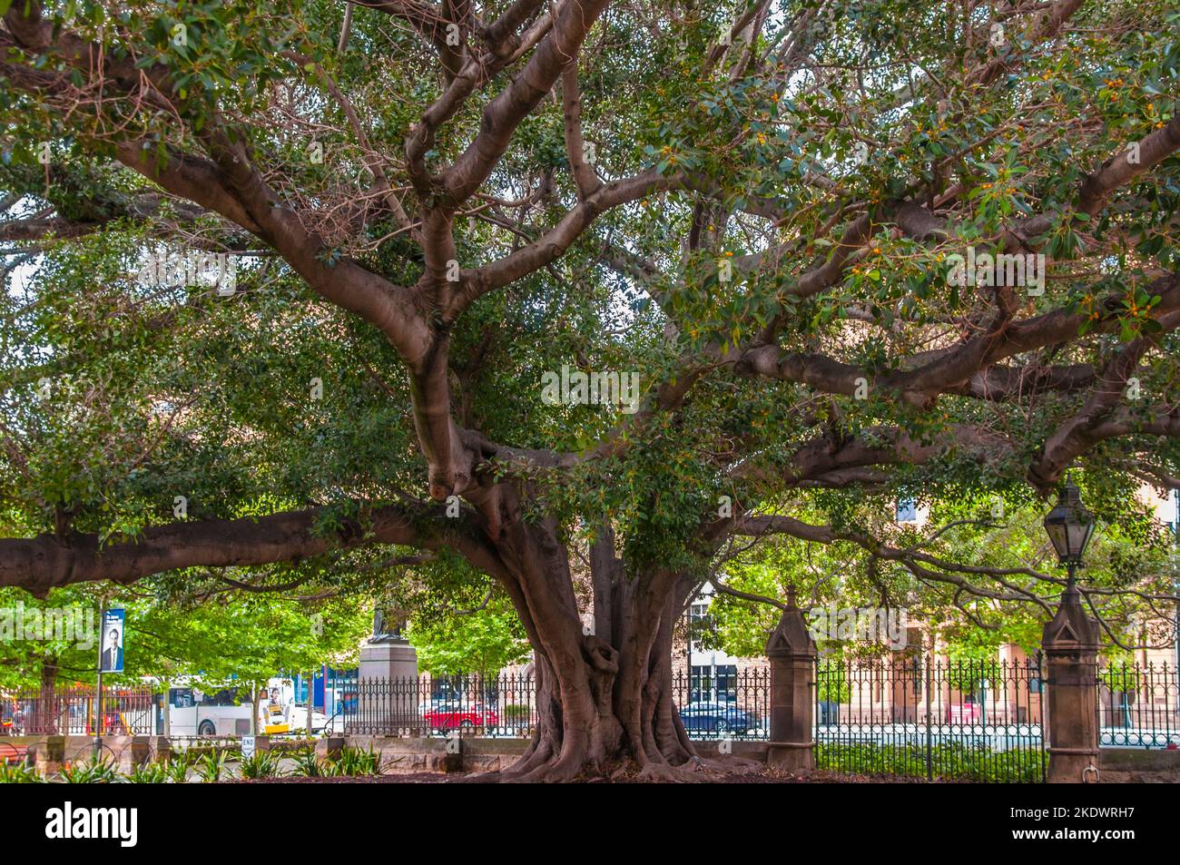 Giant Moreton Bay fig tree on North Terrace, Adelaide, South Australia ...