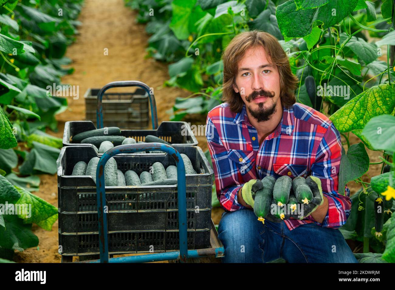 brunet adult italian man picking cucumbers in his greenhouse Stock ...