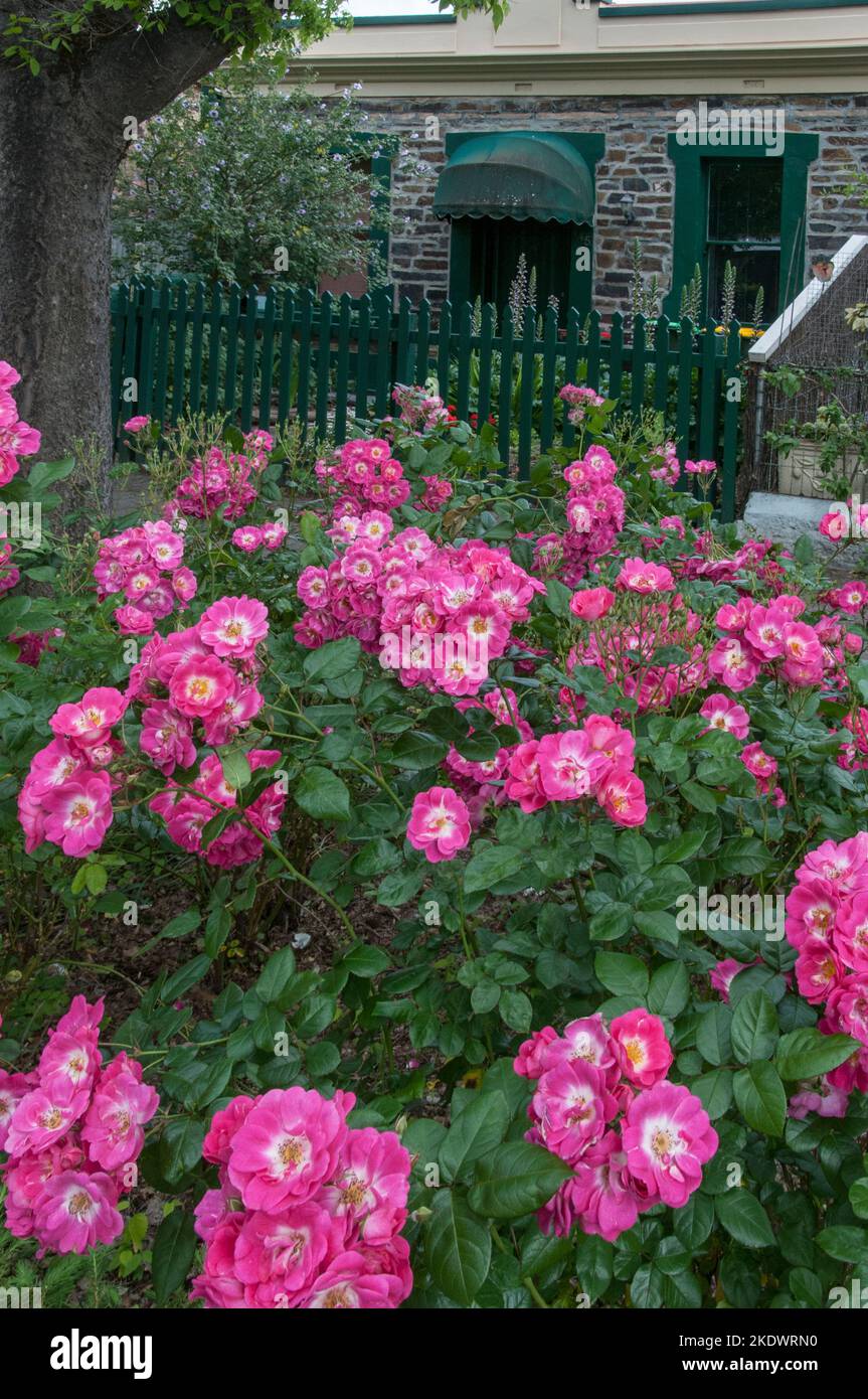 Roses flourish outside Victorian-era homes in North Adelaide, South ...