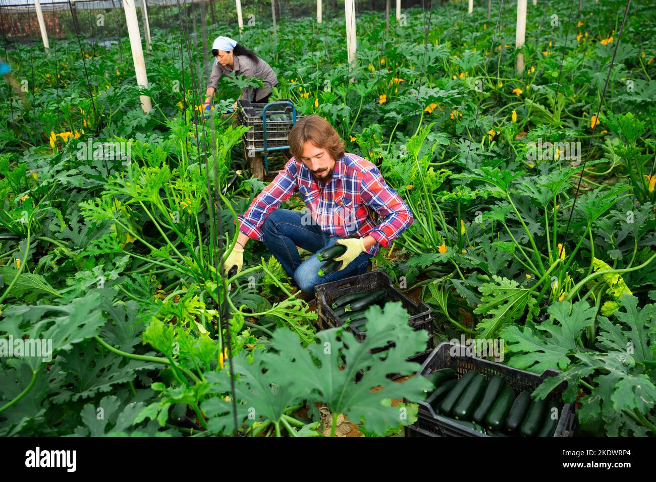 woman and man harvesting crops in greenhouse Stock Photo - Alamy