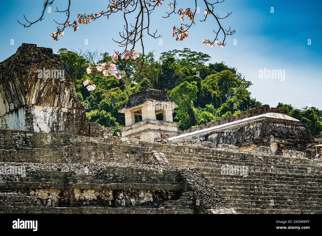 Mayan ruins in Palenque seen through blossoming cherry tree branches ...
