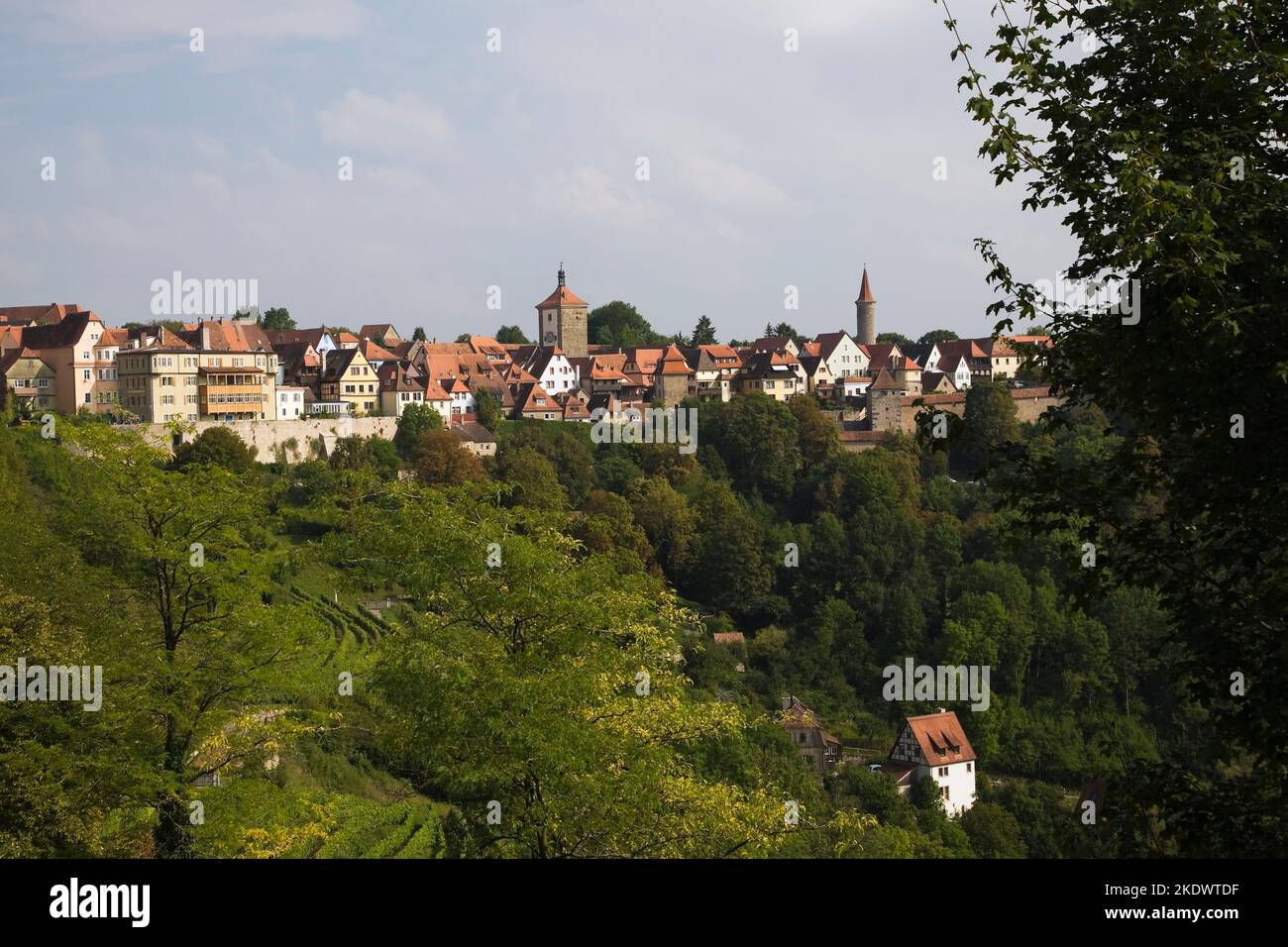Grapevine plantation and medieval town of Rothenburg in summer, Germany ...