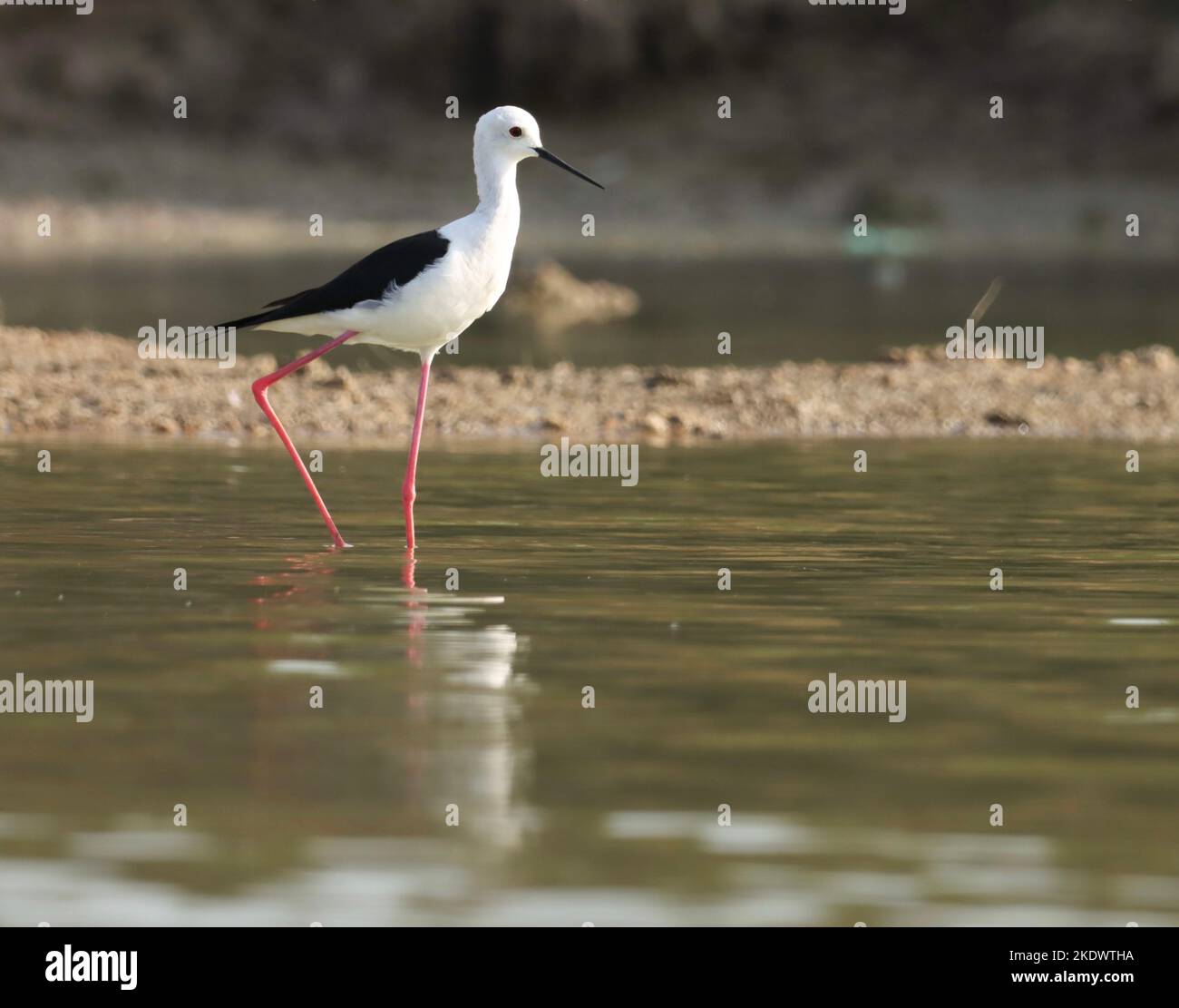 Himantopus himantopus bird hi-res stock photography and images - Alamy