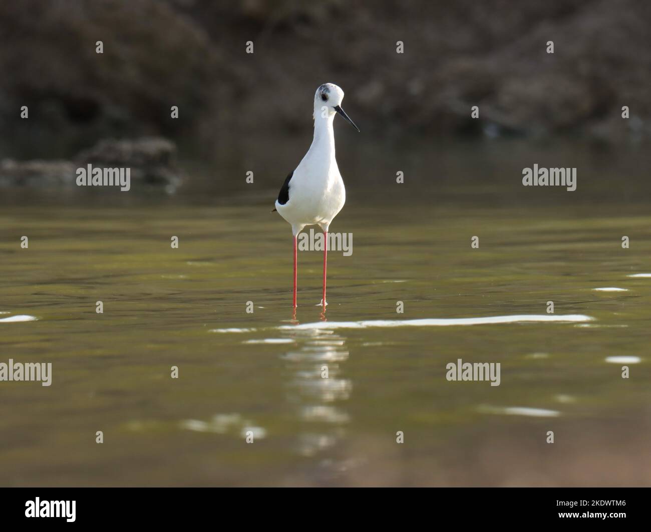 Black winged stilt standing in water. Himantopus himantopus. bird at ...
