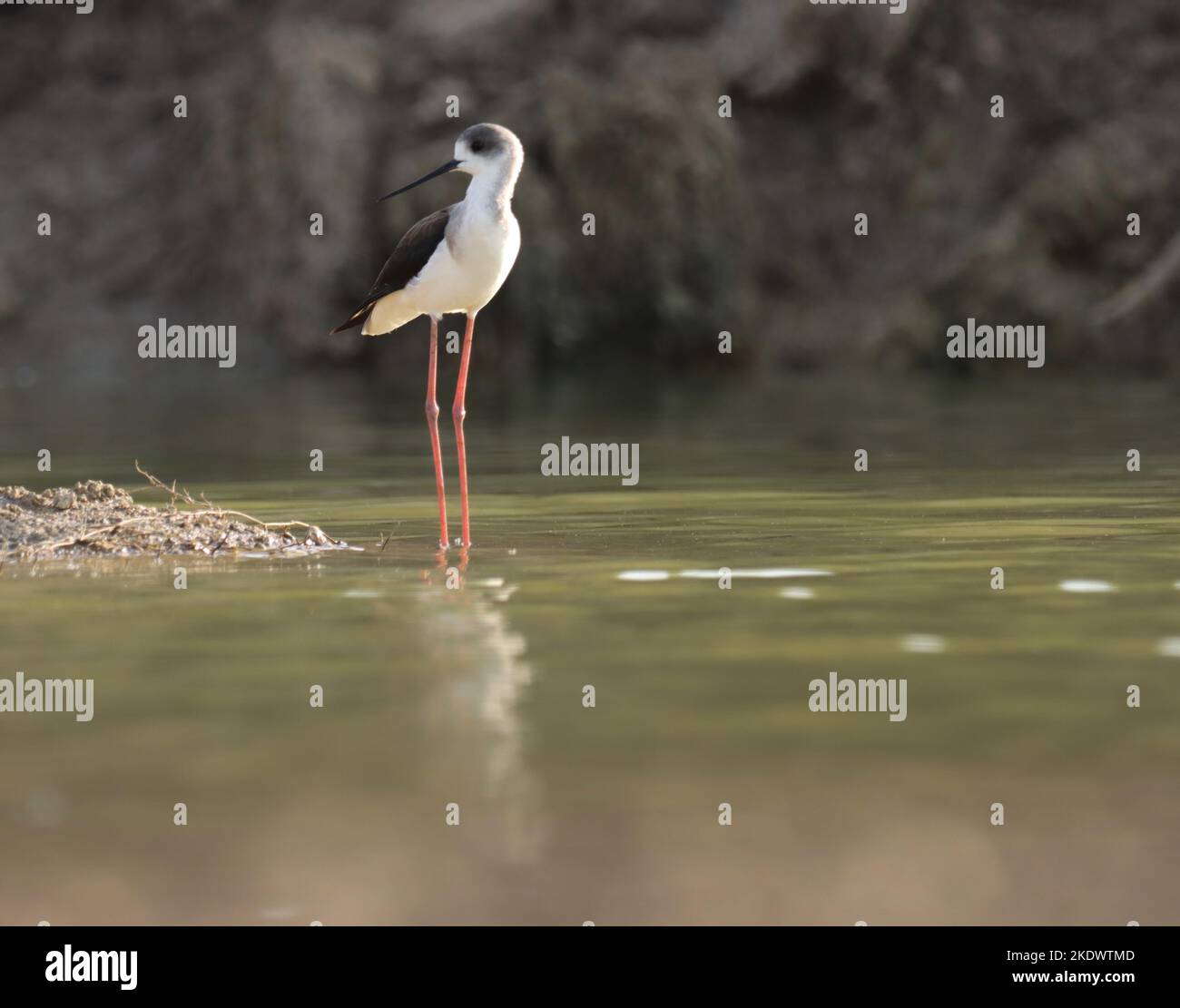 Black winged stilt standing in water. Himantopus himantopus. bird at ...