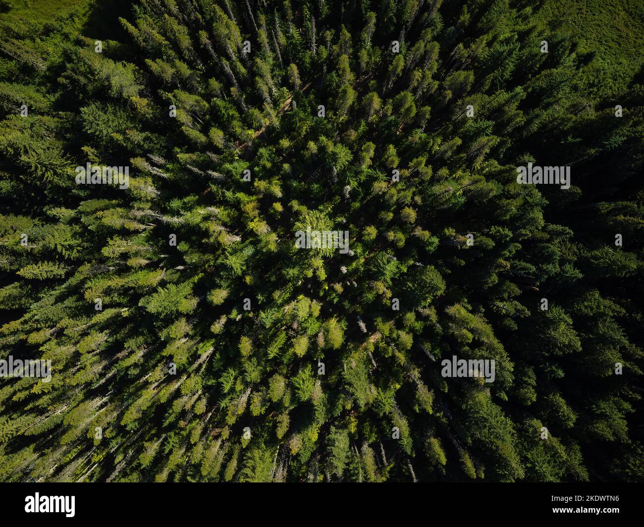 Shooting from a drone. The tops of the trees. Dense coniferous forest ...