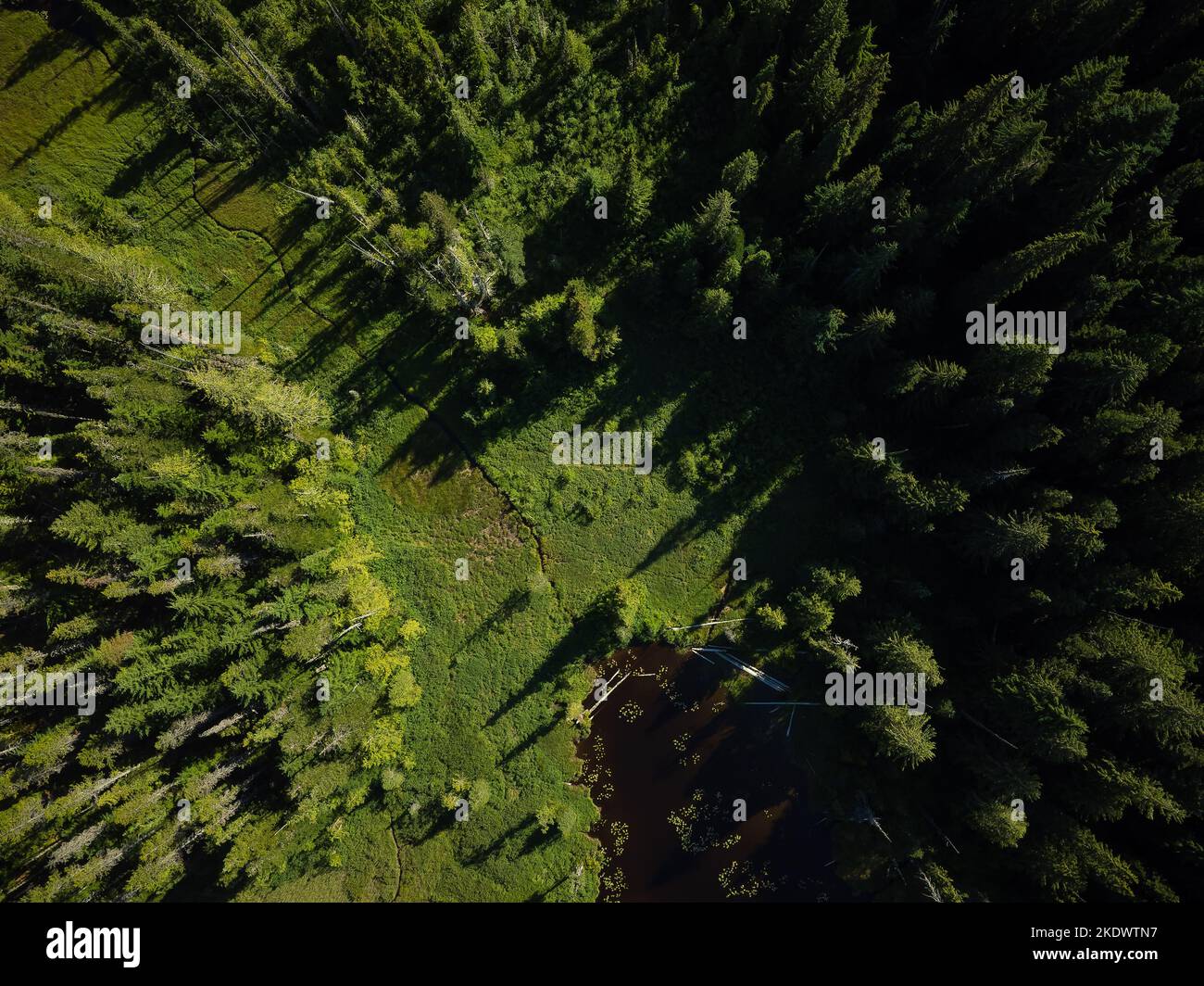 Aerial view of a pine forest, a large green meadow. Deserted ...