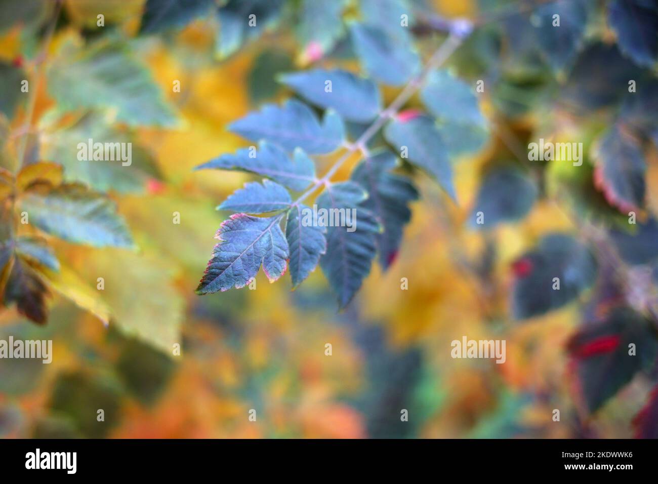 Autumn colors are visible in the Botanical Garden on French Boulevard ...