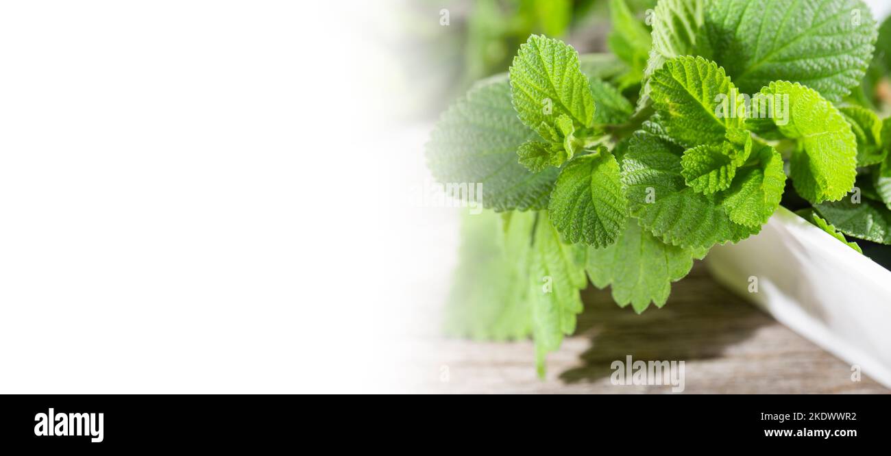 purple sage plant and tea on table and white background, Lippia Alba ...