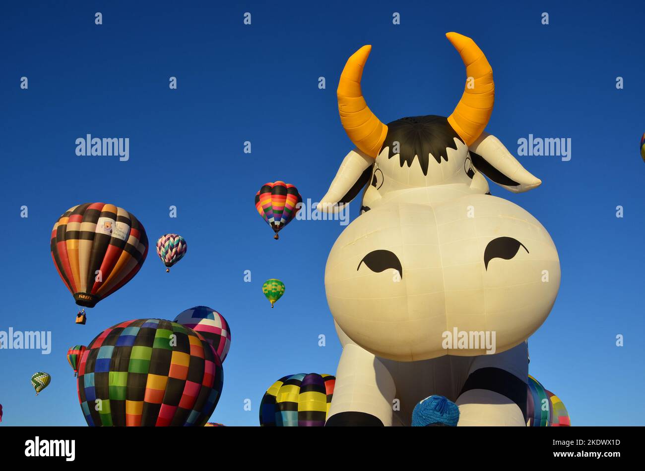 Creamland Cow Hot Air Balloon at Albuquerque international Balloon ...