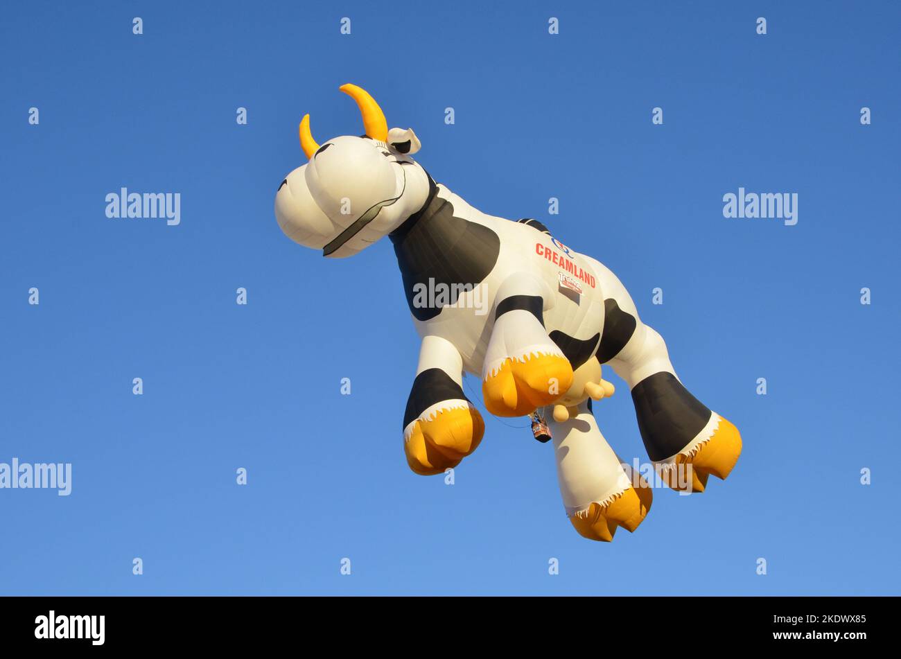 Creamland Cow Hot Air Balloon at Albuquerque international Balloon ...