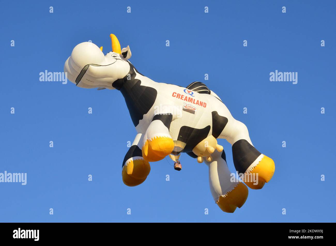 Creamland Cow Hot Air Balloon at Albuquerque international Balloon ...