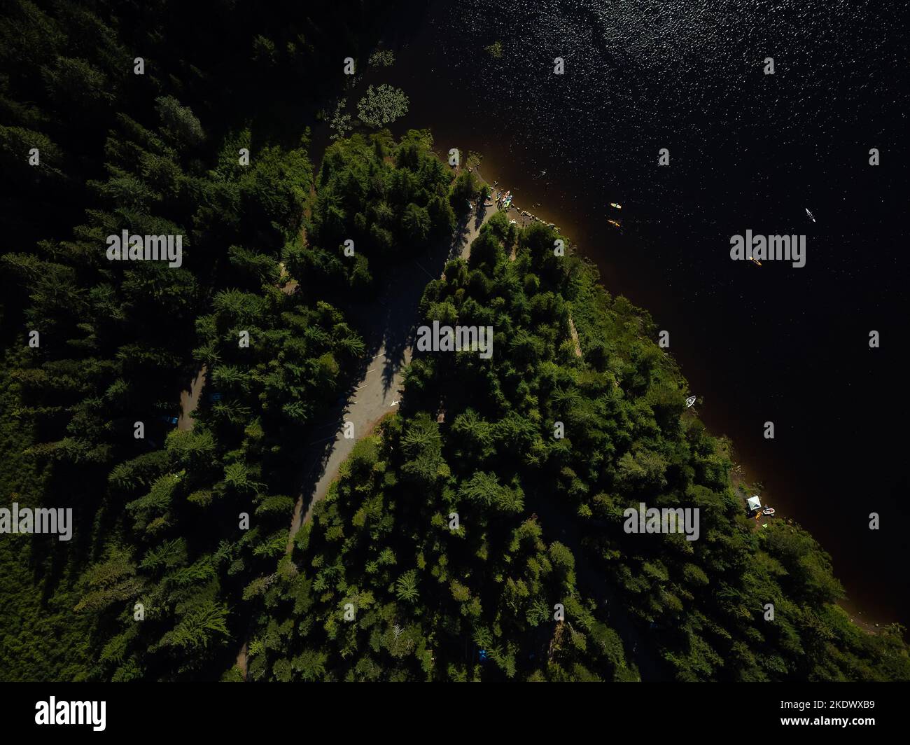Shooting from a drone. A high bank with a pine forest, walking paths ...