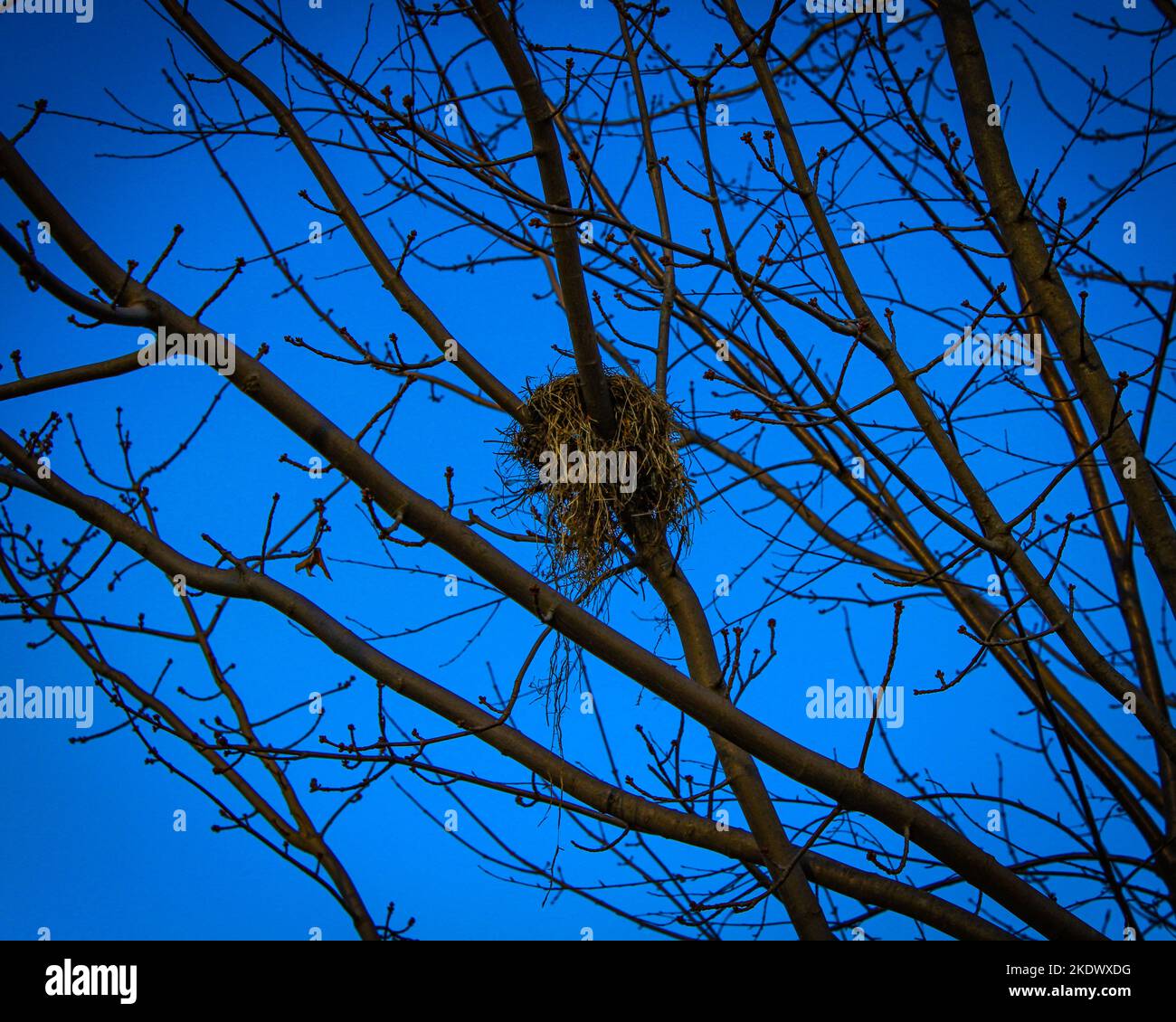 Fall 2022 - Small Birds Nest Up In Maple Tree Stock Photo - Alamy