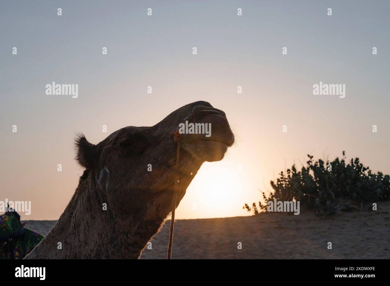 Sun rising at the horizon of Thar desert, Rajasthan, India. Dromedary, dromedary camel, Arabian ...