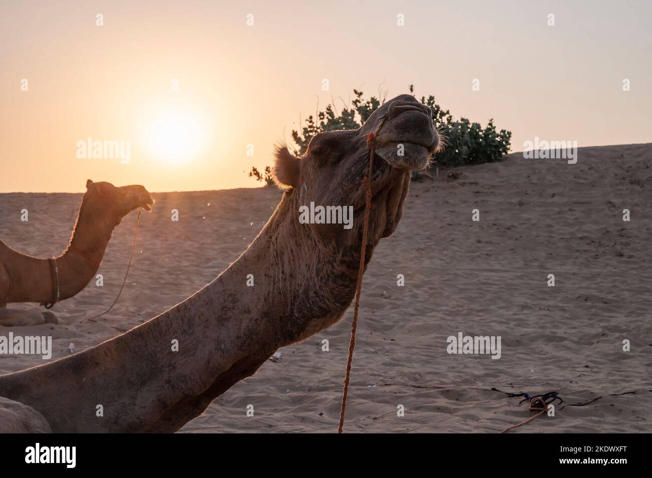 Sun rising at the horizon of Thar desert, Rajasthan, India. Dromedary, dromedary camels, Arabian ...