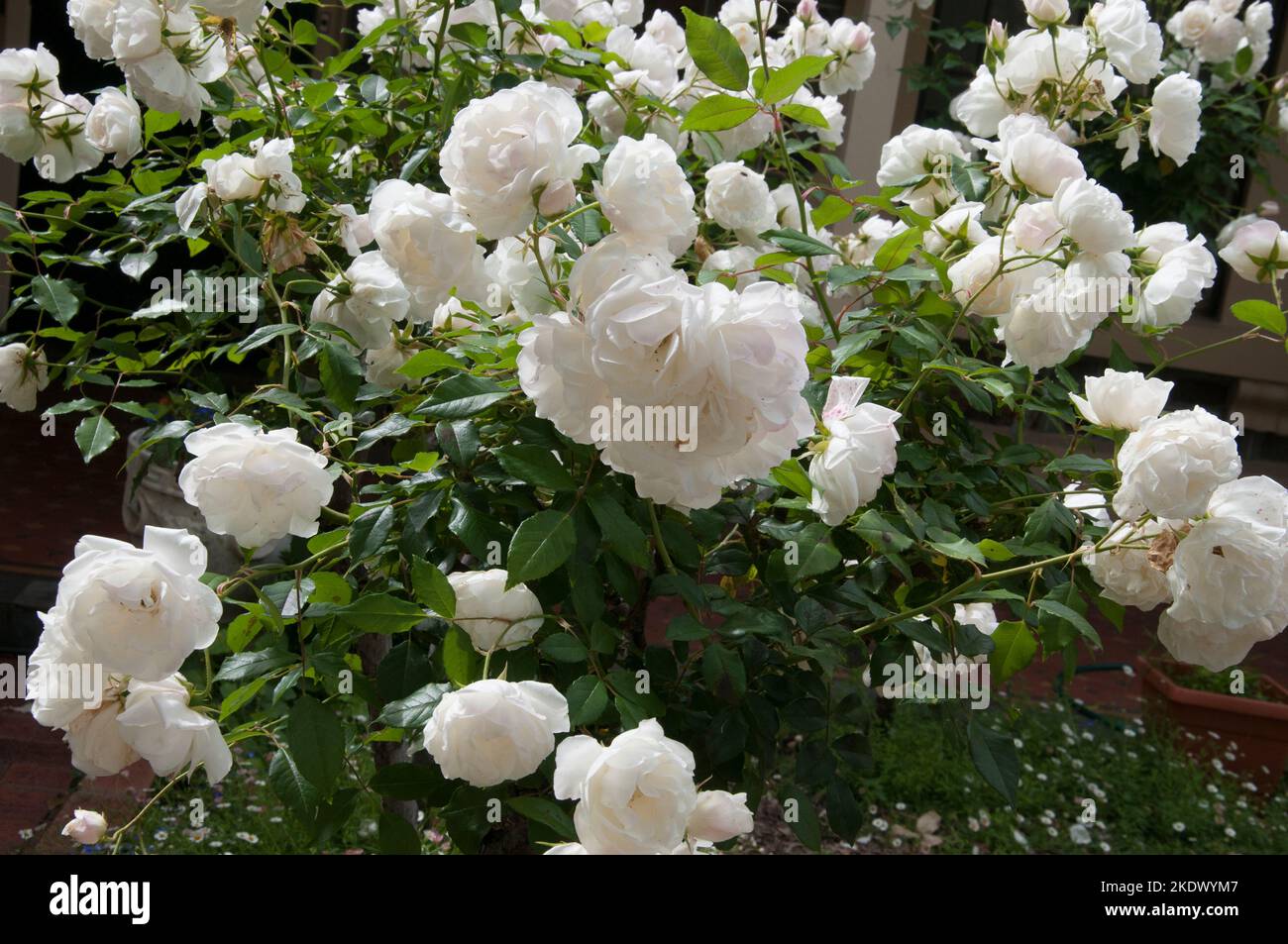 Roses flourish outside Victorian-era homes in North Adelaide, South ...