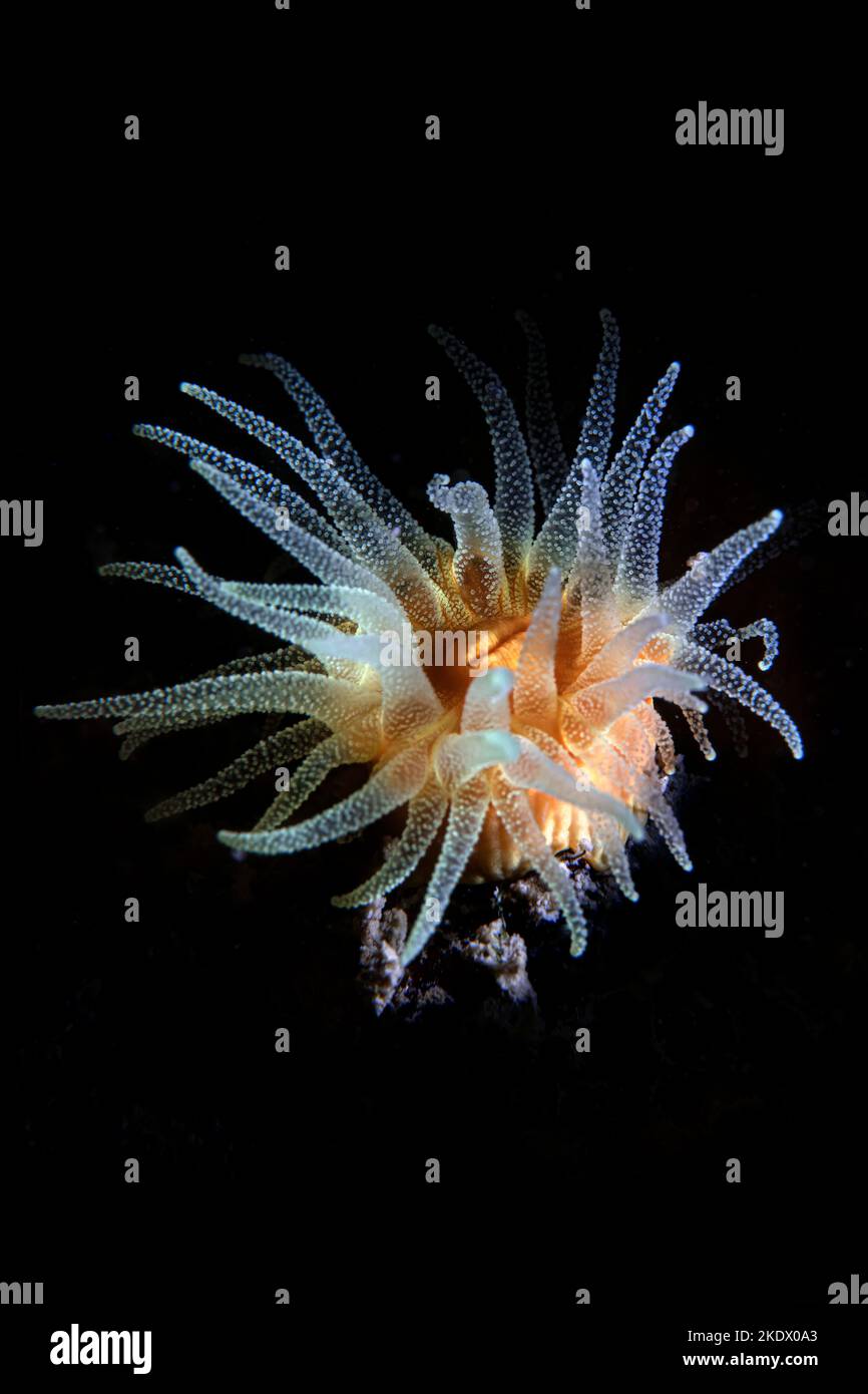 Astroides calycularis coral Stock Photo - Alamy