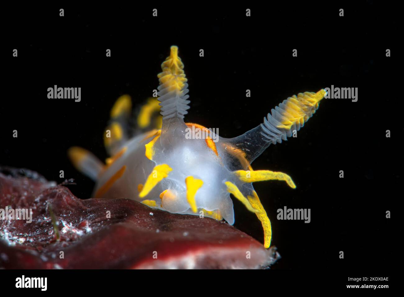Polycera quadrilineata nudibranch Stock Photo - Alamy