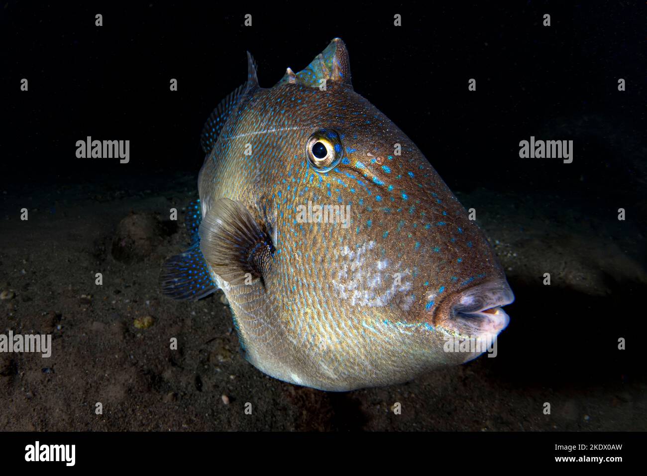 Grey triggerfish at night Stock Photo - Alamy