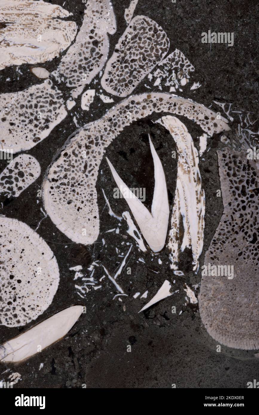 Cross section of the teeth of an ichthyosaur Stock Photo - Alamy