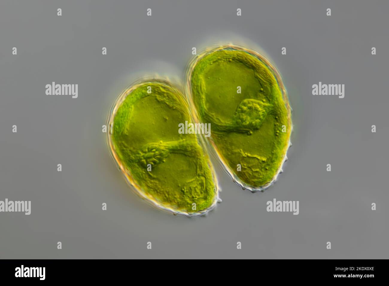 Staurastrum sp. green algae, light micrograph Stock Photo - Alamy