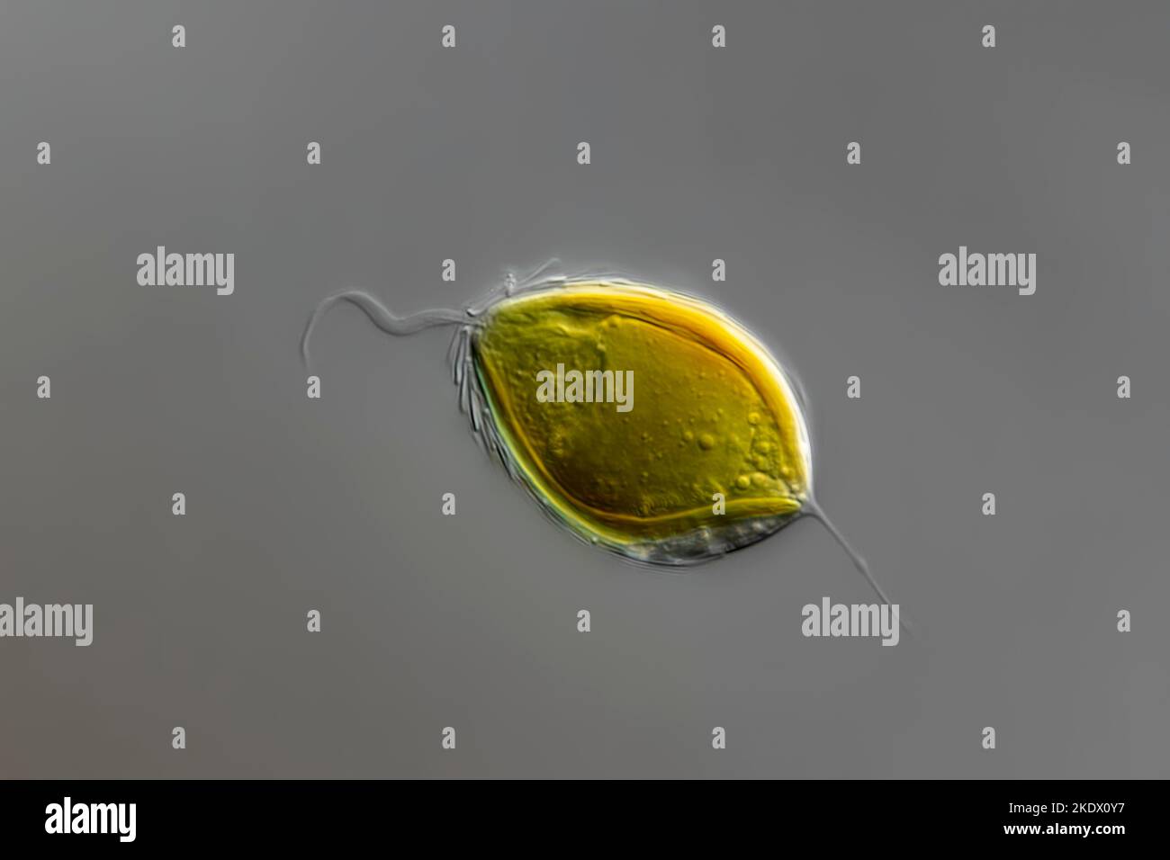 Mallomonas caudata algae, light micrograph Stock Photo - Alamy