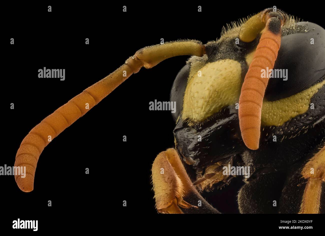 European paper wasp head Stock Photo - Alamy European paper wasp head Stock Photo - Alamy