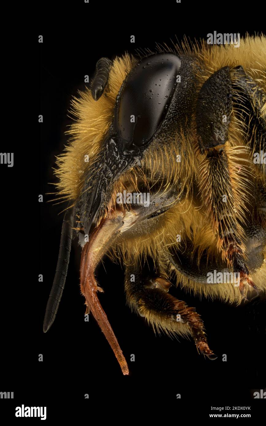 Western honey bee head Stock Photo - Alamy