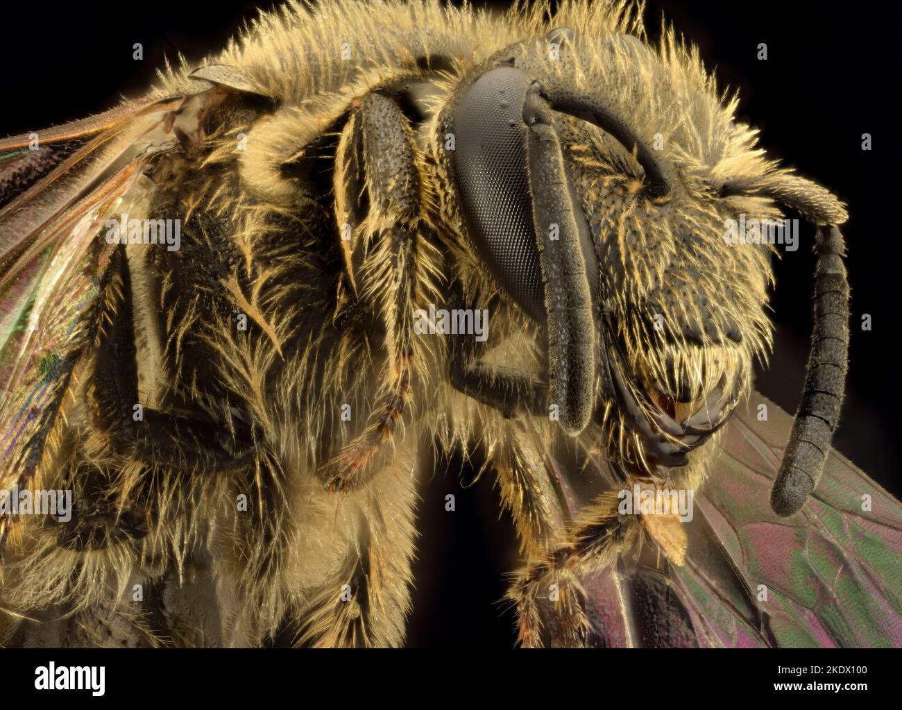 Small wasp head Stock Photo - Alamy