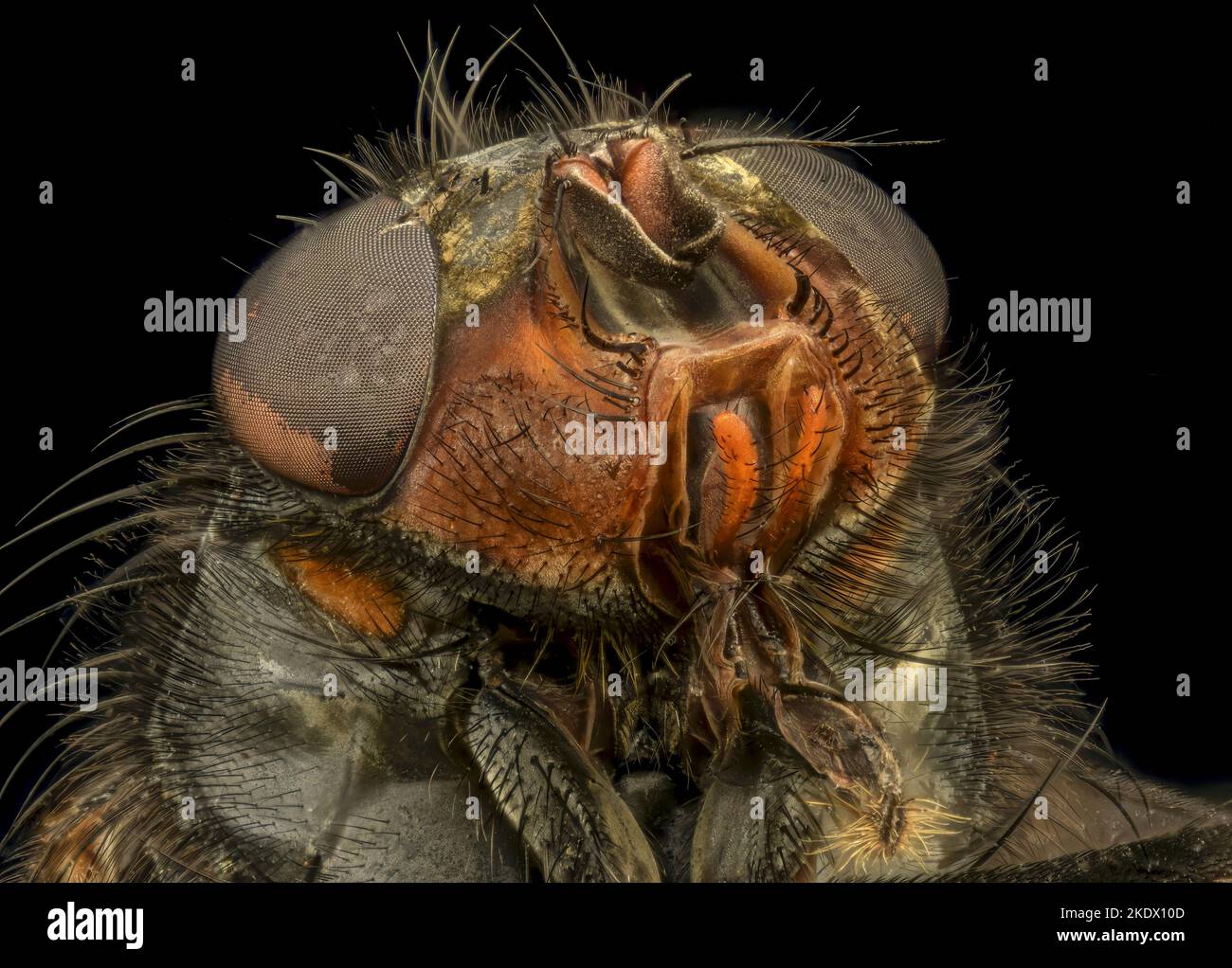 Head of a blow fly Stock Photo - Alamy