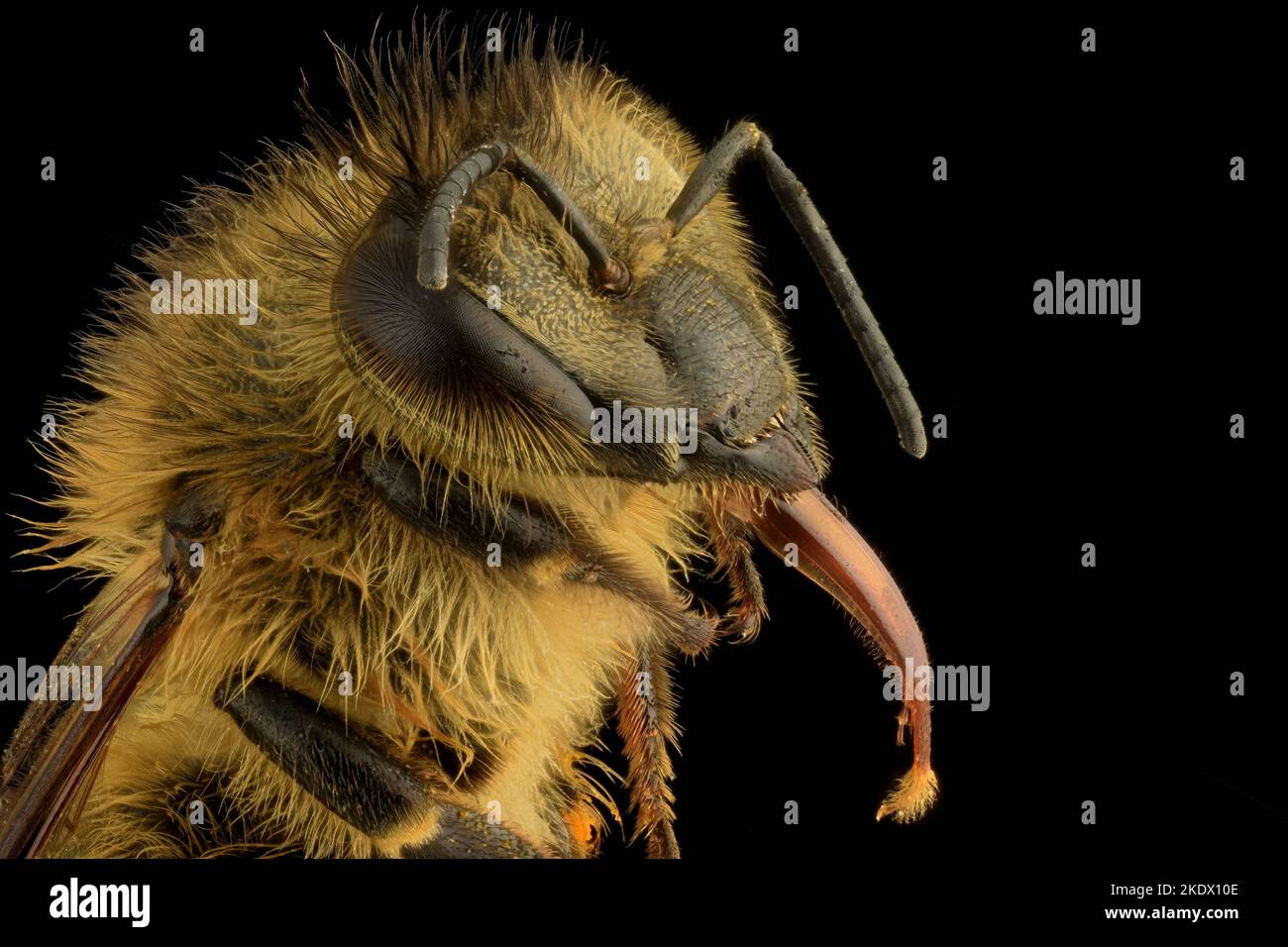 Western honey bee head Stock Photo - Alamy