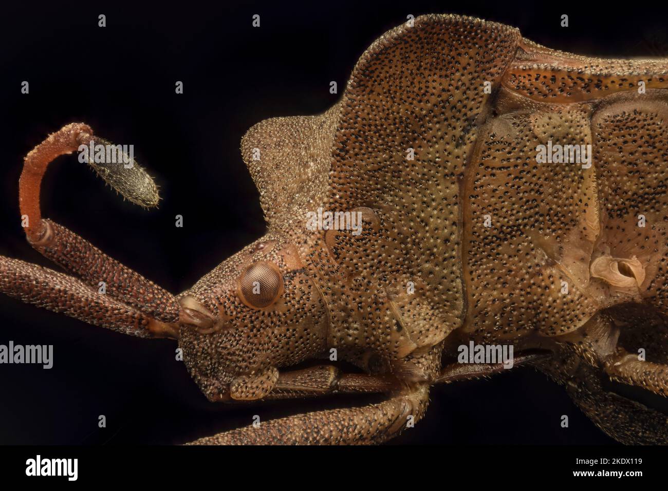 Head of a stink bug Stock Photo - Alamy