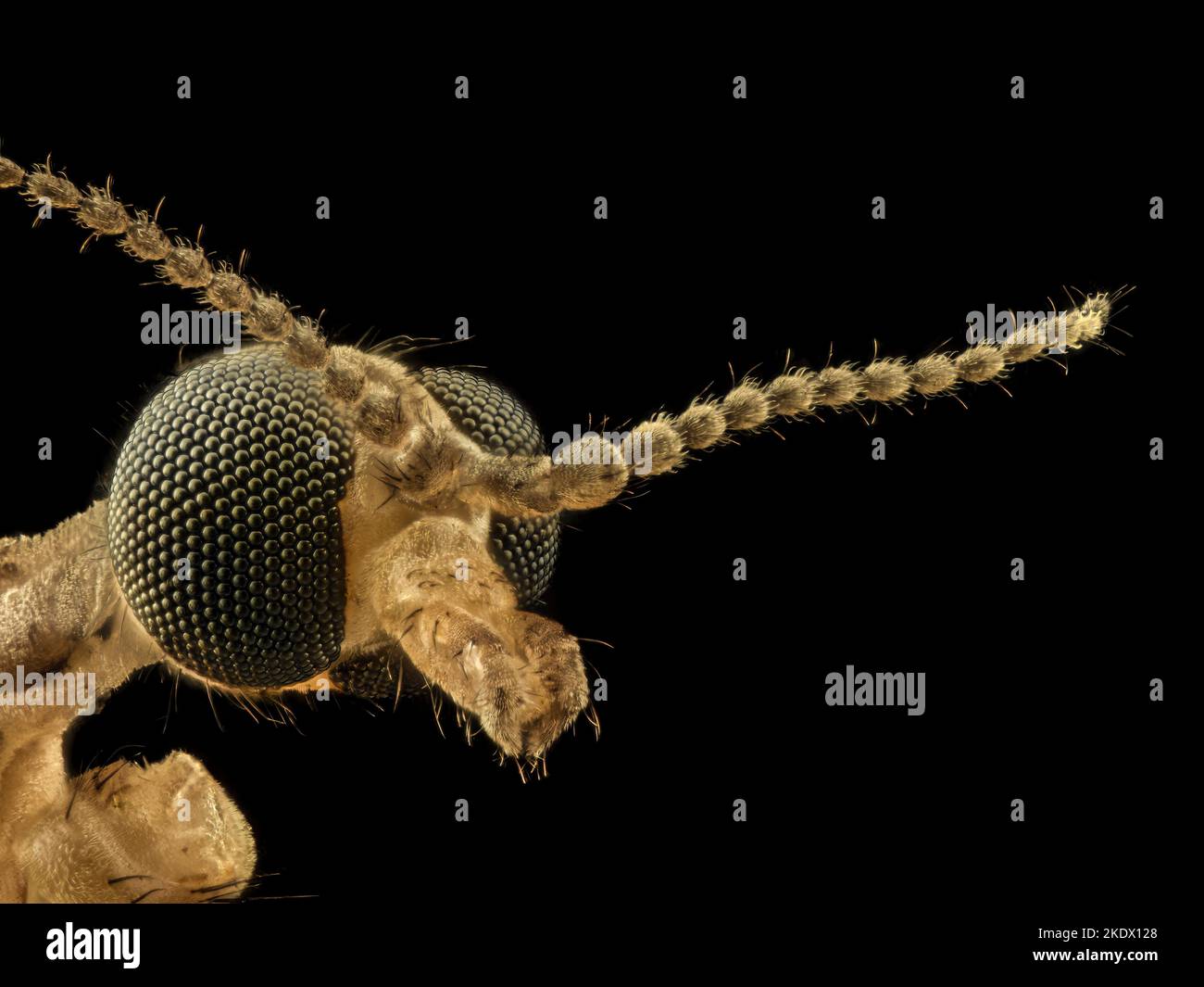 Crane fly head Stock Photo - Alamy