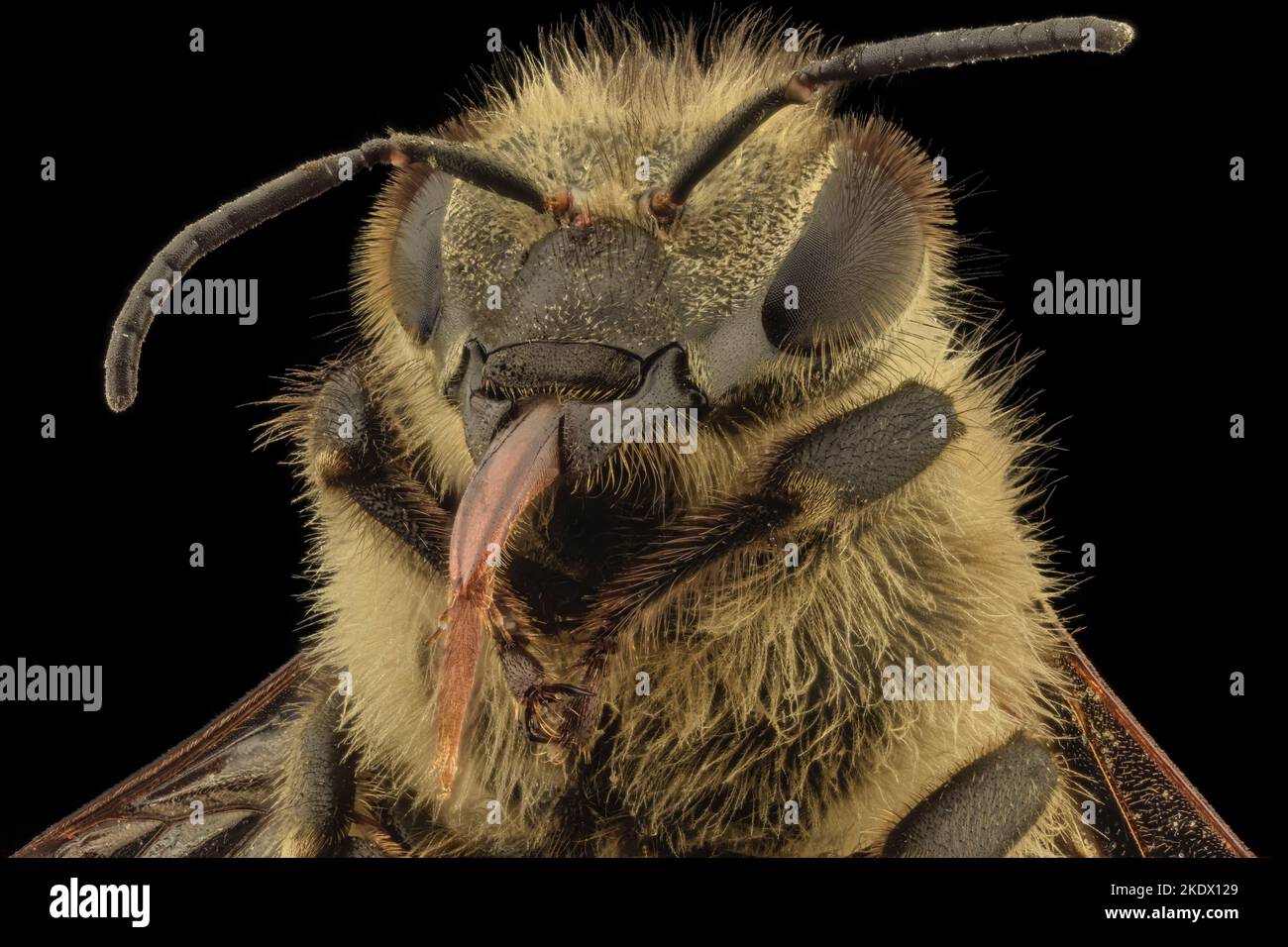 Western honey bee head Stock Photo - Alamy