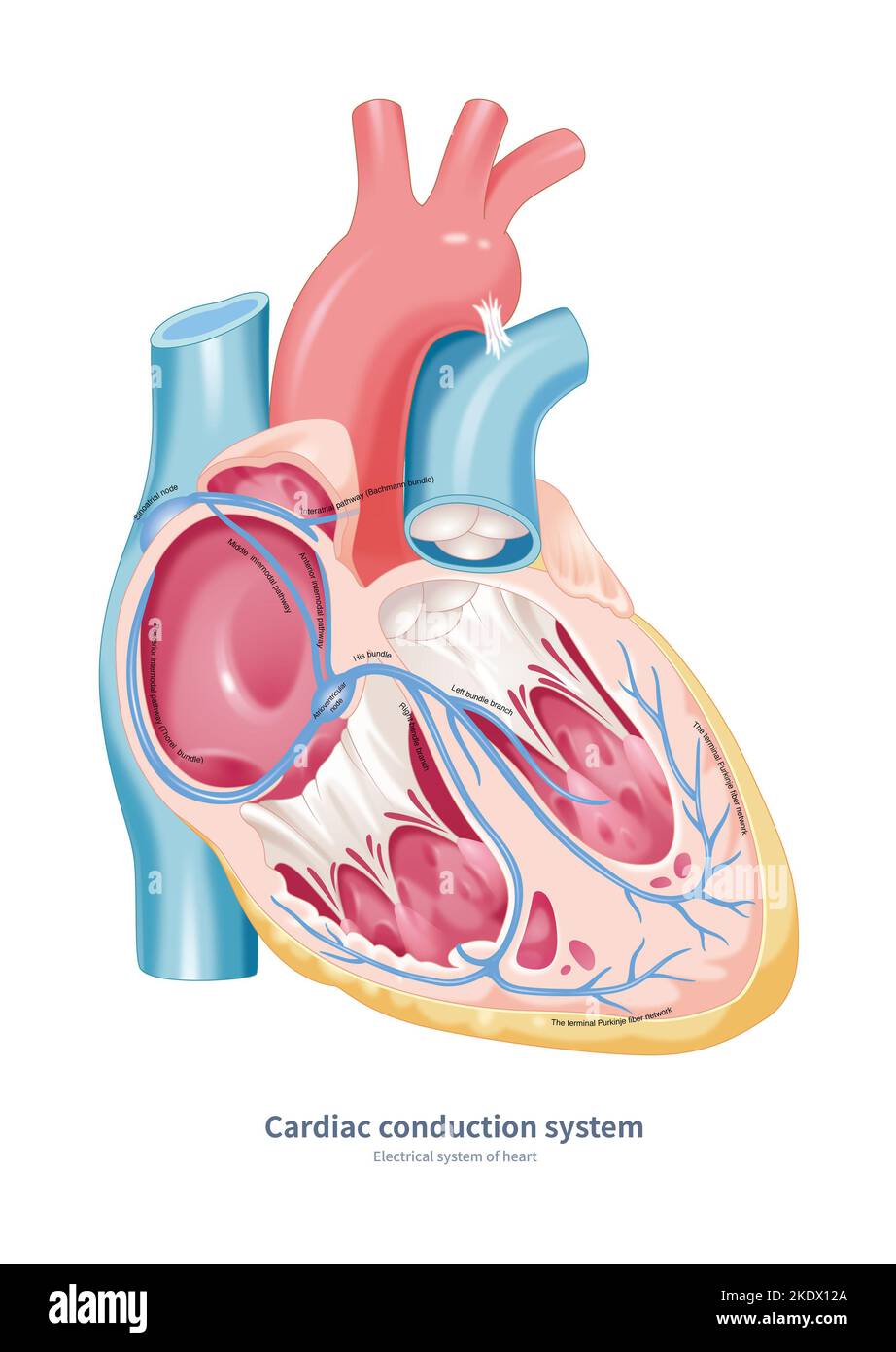 Cardiac conduction system, illustration Stock Photo - Alamy Cardiac conduction system, illustration Stock Photo - Alamy