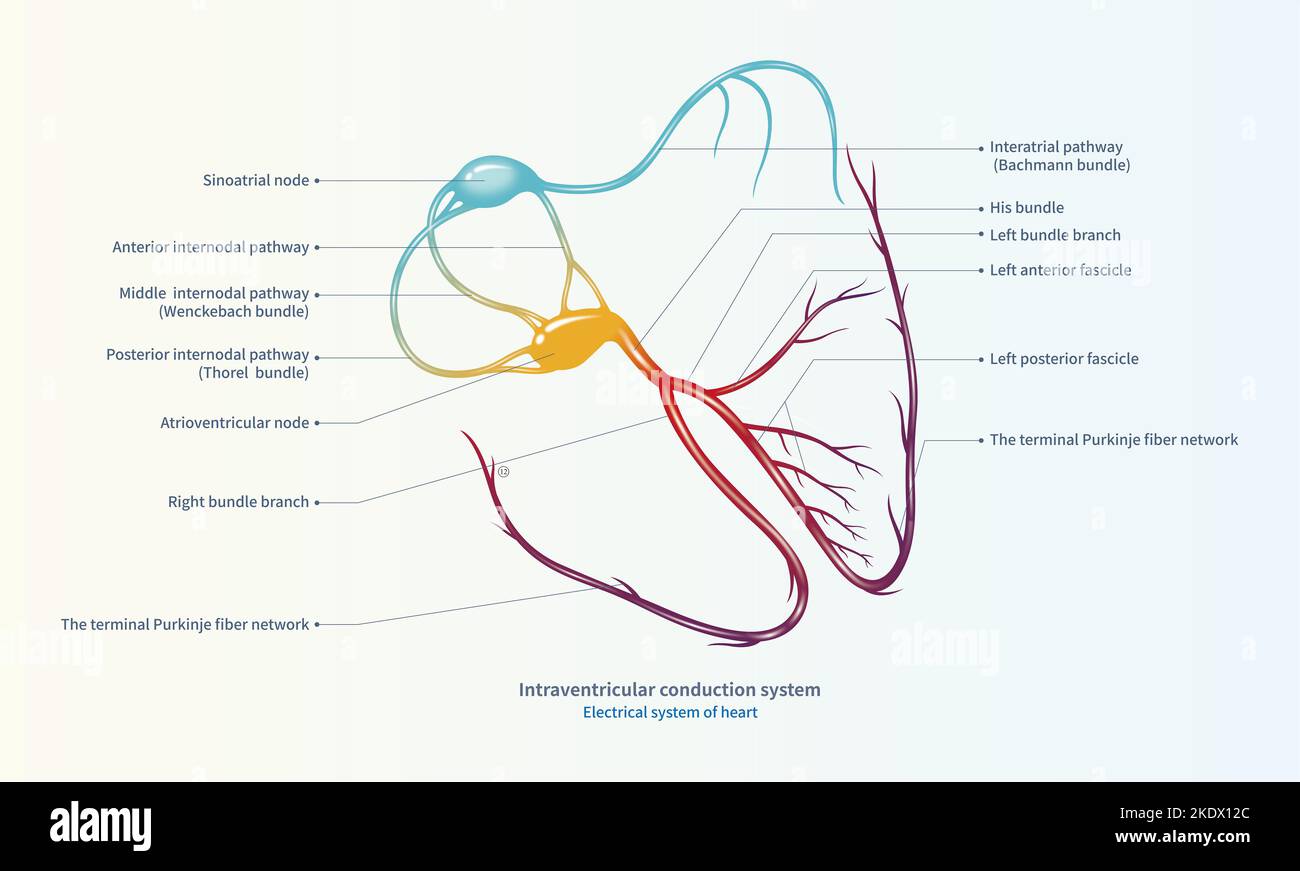 Cardiac conduction system, illustration Stock Photo - Alamy Cardiac conduction system, illustration Stock Photo - Alamy