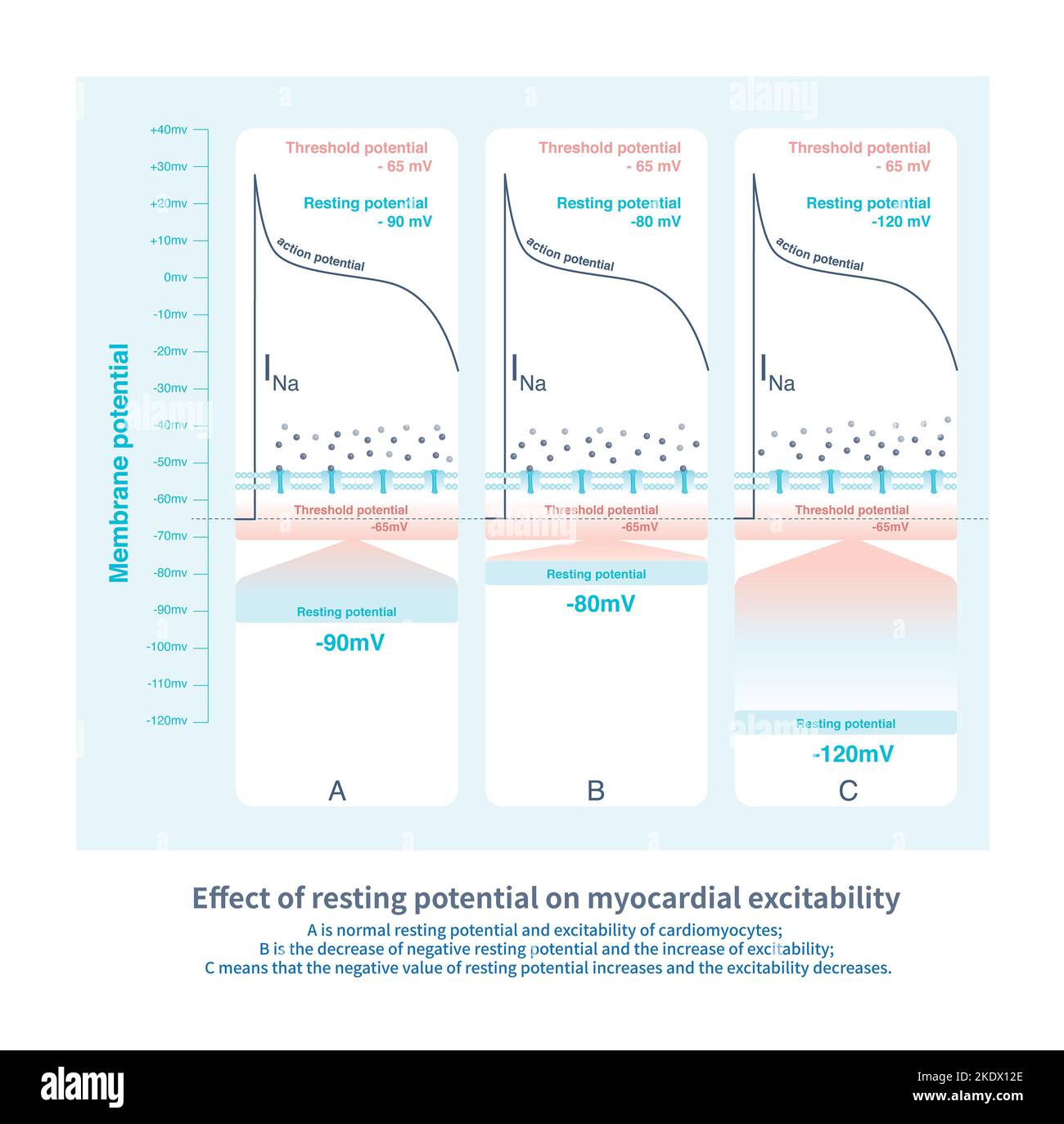 Myocardial excitability, illustration Stock Photo - Alamy