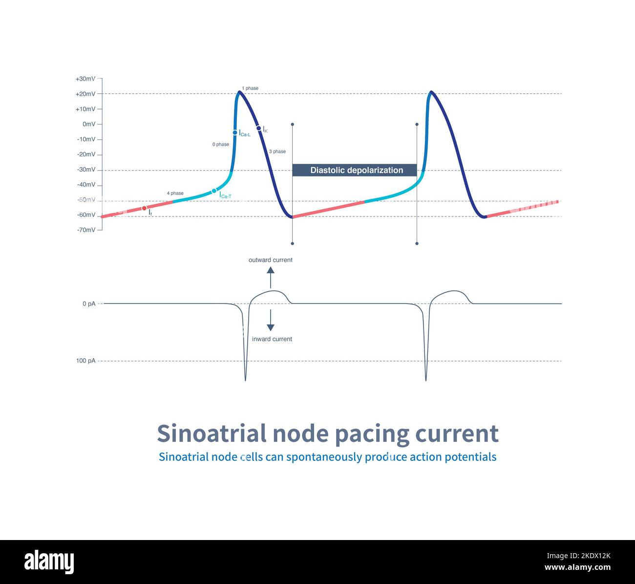 Sinoatrial node pacing current, illustration Stock Photo - Alamy