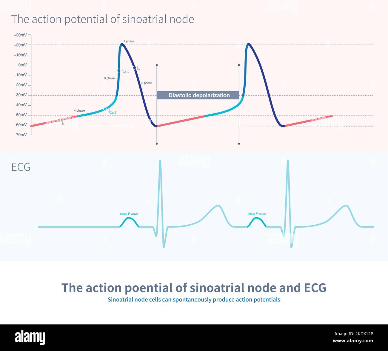 Action potential of sinoatrial node and ECG, illustration Stock Photo ...