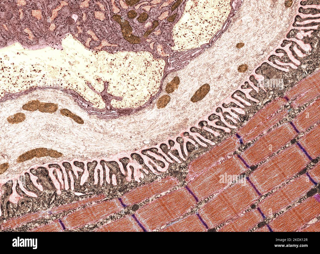 Neuromuscular junction, TEM Stock Photo - Alamy