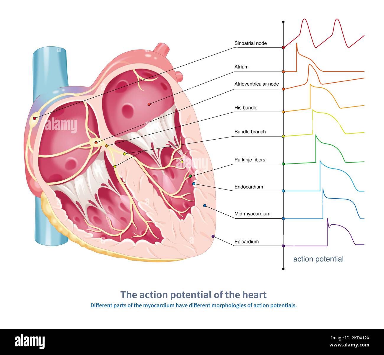 Action potential of the heart, illustration Stock Photo - Alamy