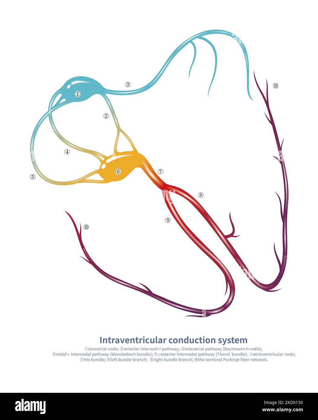 Cardiac conduction system, illustration Stock Photo - Alamy Cardiac conduction system, illustration Stock Photo - Alamy