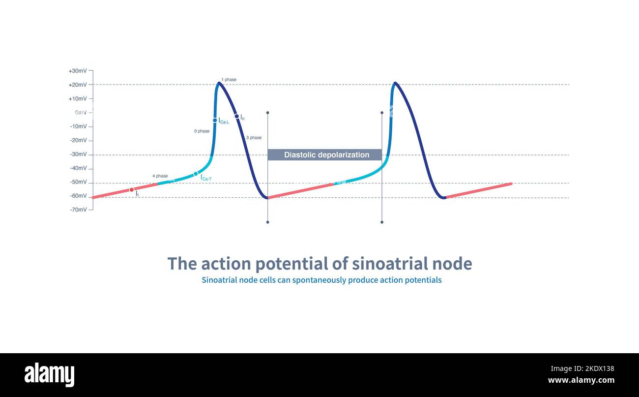 Action potential of sinoatrial node, illustration Stock Photo - Alamy