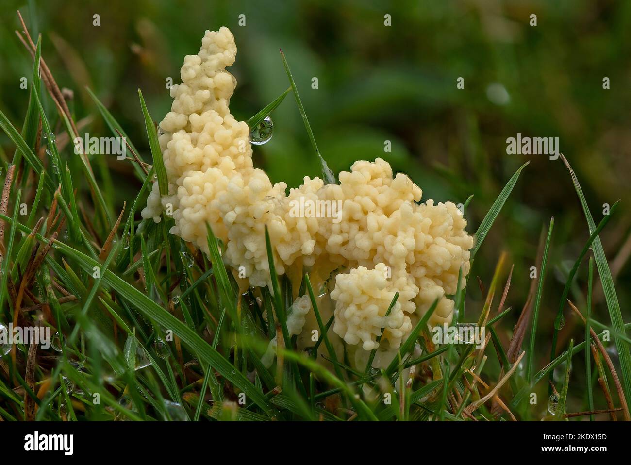 Dog sick slime mould on grassland in autumn Stock Photo - Alamy