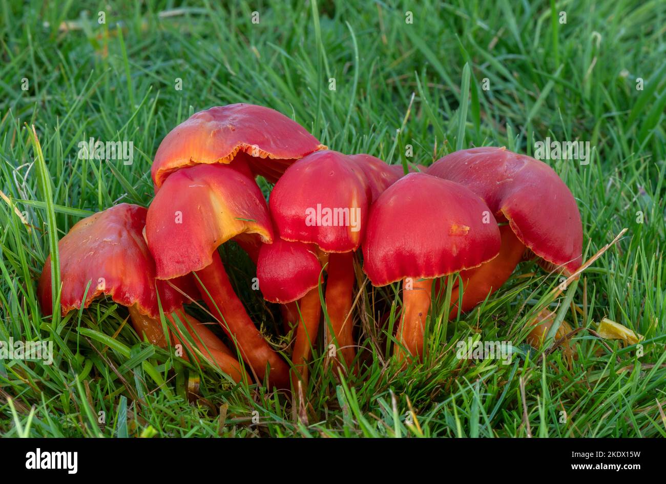 Group of scarlet waxcap fungi growing in mown grassland Stock Photo - Alamy