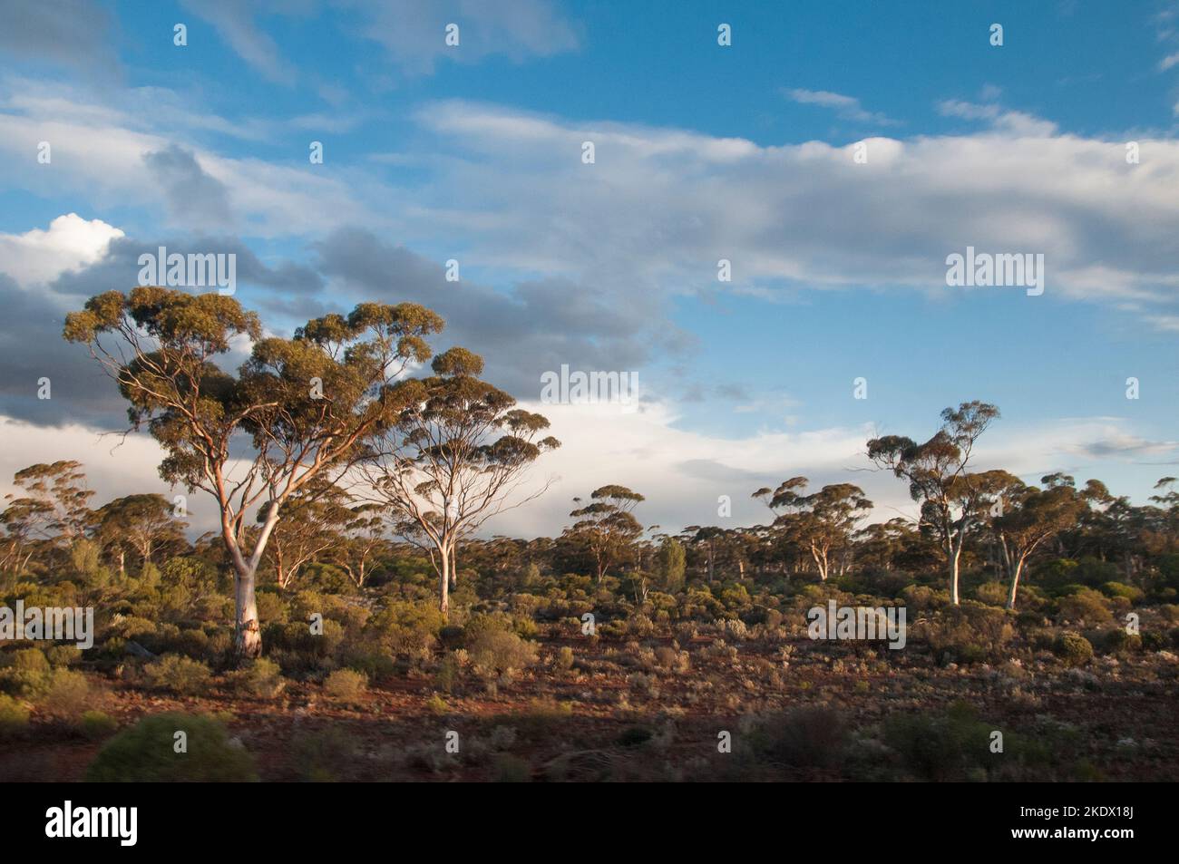 Outback woodlands alongside the Indian Pacific route eastbound from ...