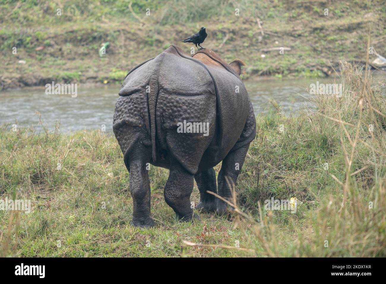 Rhino sitting hi-res stock photography and images - Alamy